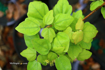 Buy Acer buergerianum 'Miyadono' Dwarf Trident Maple — Mr Maple │ Buy ...