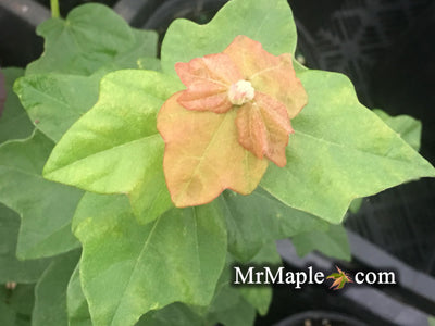 Buy Acer buergerianum 'Miyadono' Dwarf Trident Maple — Mr Maple │ Buy ...