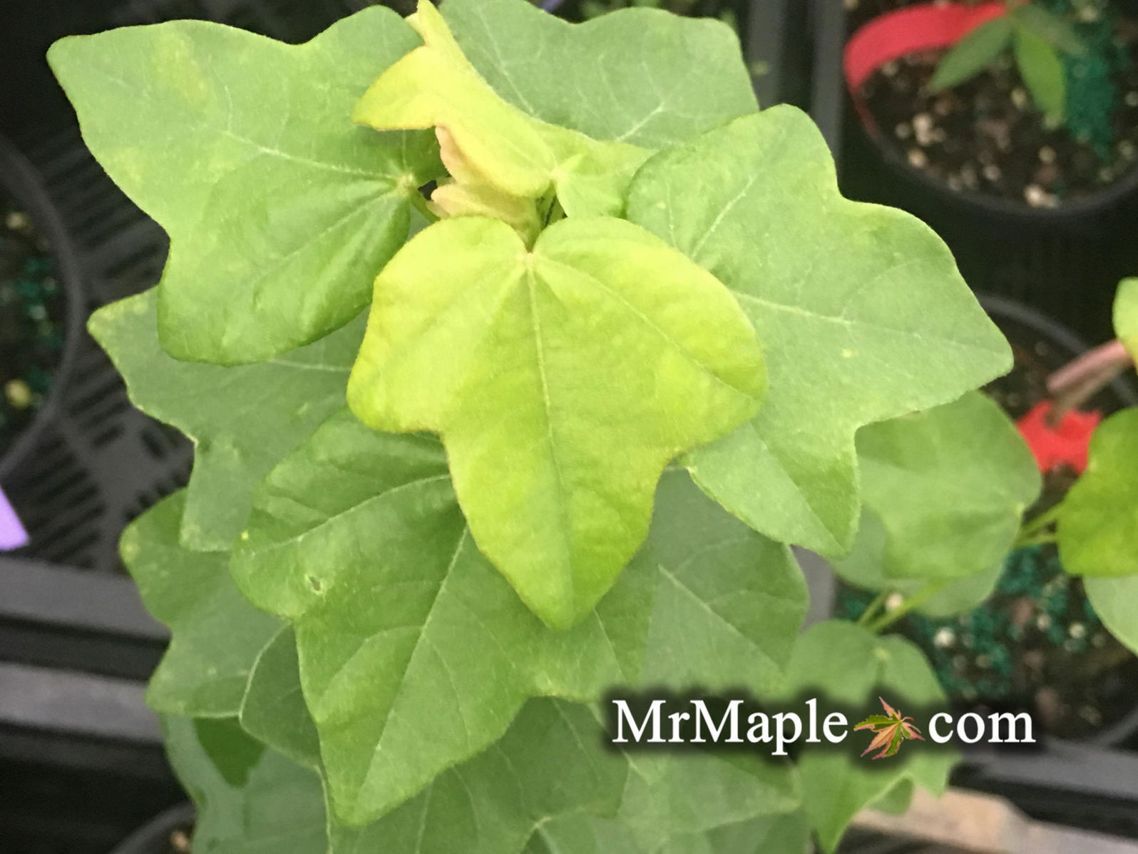 Buy Acer buergerianum 'Miyadono' Dwarf Trident Maple — Mr Maple │ Buy ...
