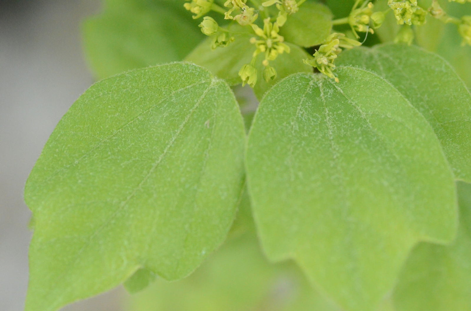 Buy Acer buergerianum 'Miyadono' Dwarf Trident Maple — Mr Maple │ Buy ...