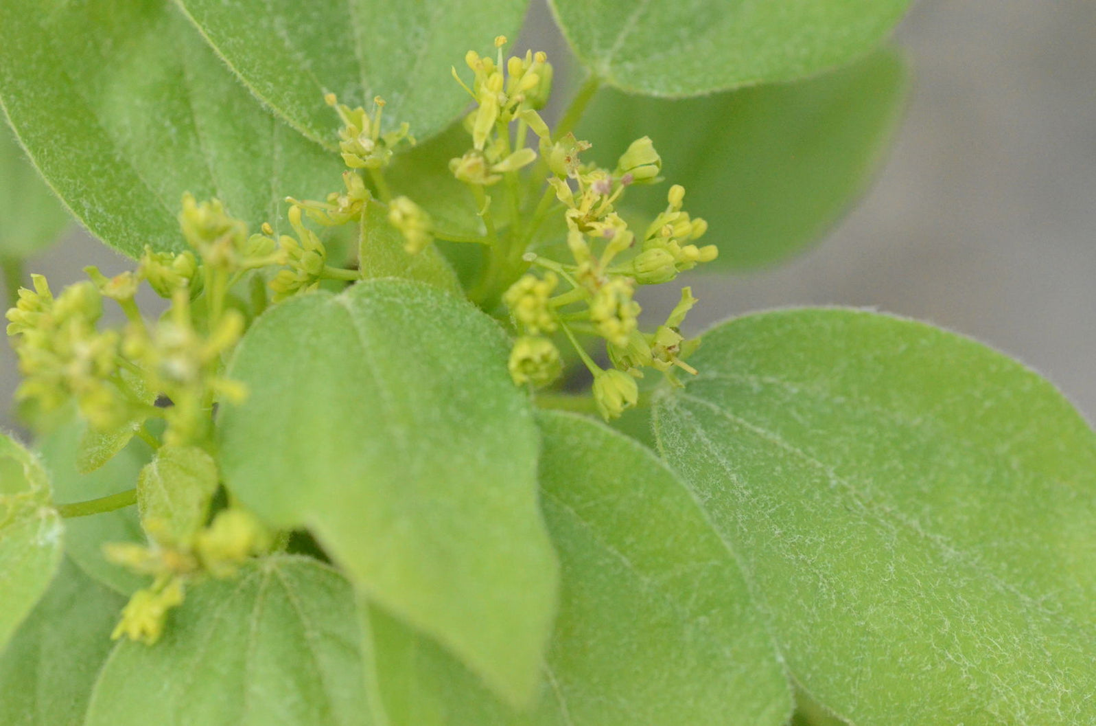 Buy Acer buergerianum 'Miyadono' Dwarf Trident Maple — Mr Maple │ Buy ...