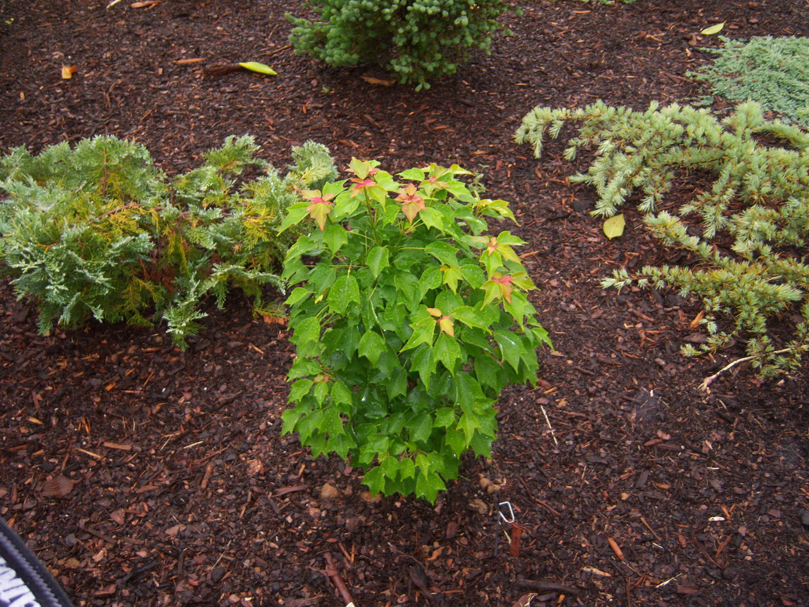 Buy Acer buergerianum 'Miyasama yatsubusa' Dwarf Trident Maple — Mr ...