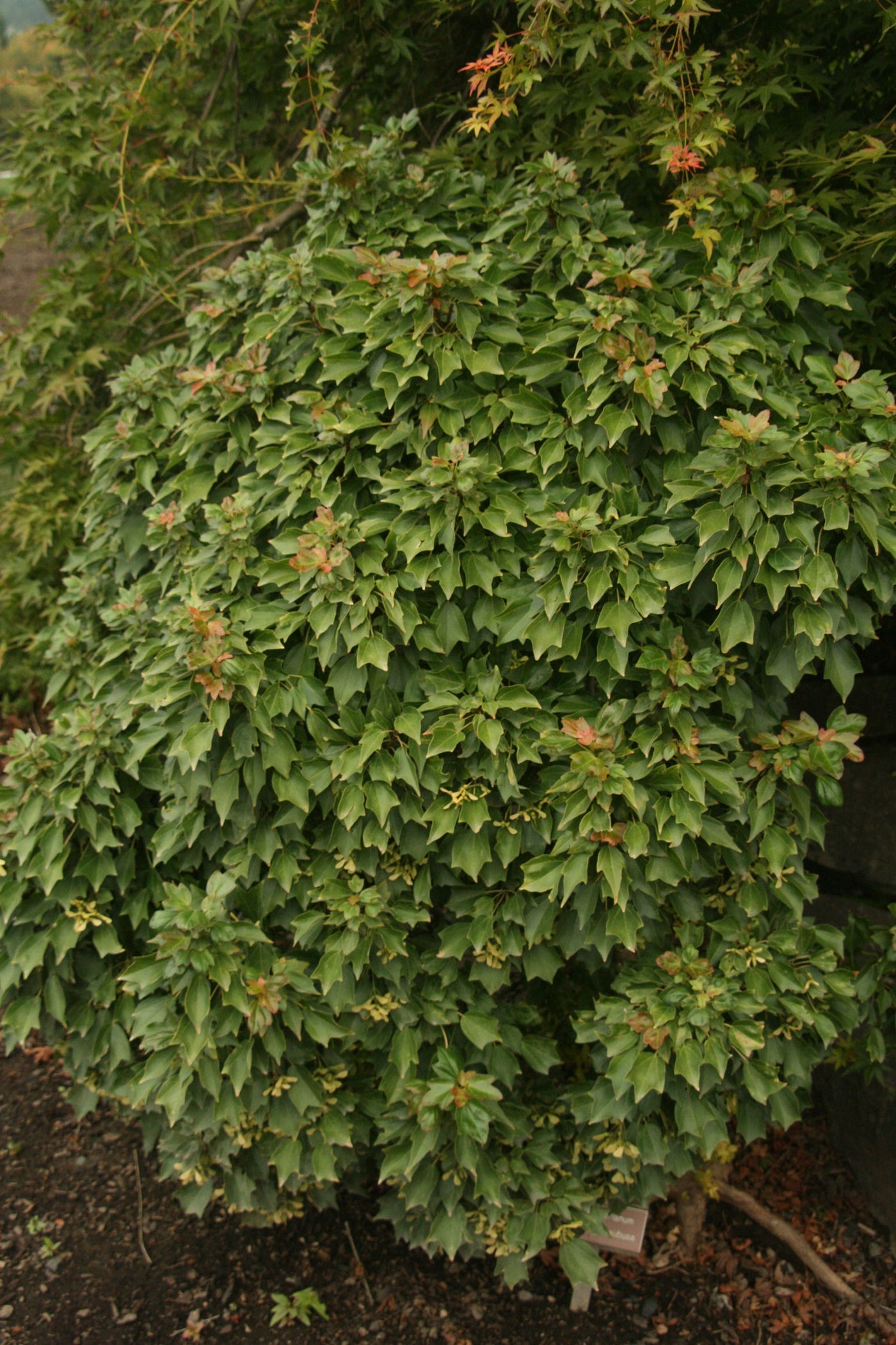 Buy Acer buergerianum 'Miyasama yatsubusa' Dwarf Trident Maple — Mr ...