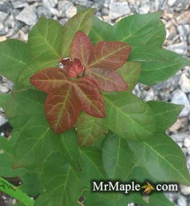 Buy Acer buergerianum 'Miyasama yatsubusa' Dwarf Trident Maple — Mr ...