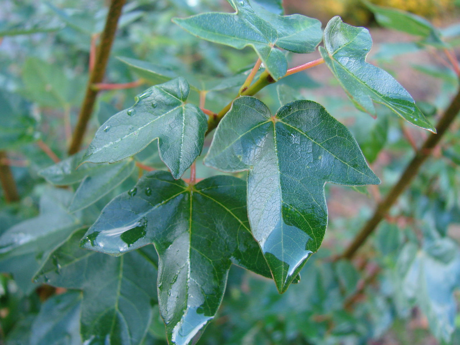 Buy Acer buergerianum 'Miyasama yatsubusa' Dwarf Trident Maple — Mr ...