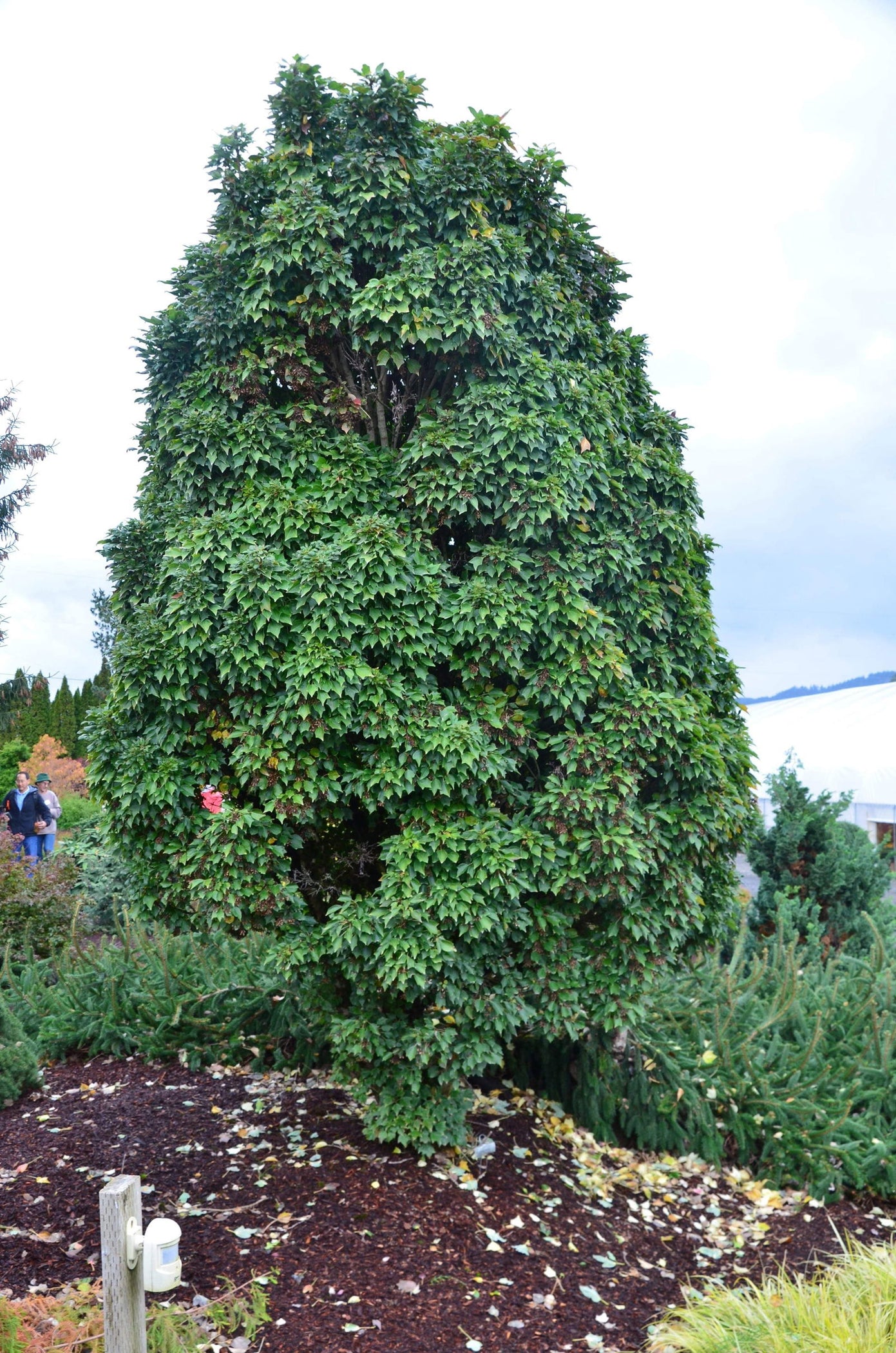 Buy Acer buergerianum 'Miyasama yatsubusa' Dwarf Trident Maple — Mr ...