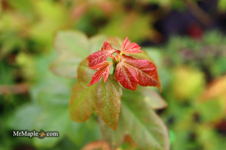 Buy Acer buergerianum 'Miyasama yatsubusa' Dwarf Trident Maple — Mr ...