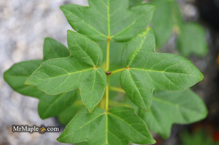 Buy Acer buergerianum 'Miyasama yatsubusa' Dwarf Trident Maple — Mr ...