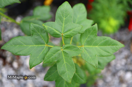 Buy Acer buergerianum 'Miyasama yatsubusa' Dwarf Trident Maple — Mr ...