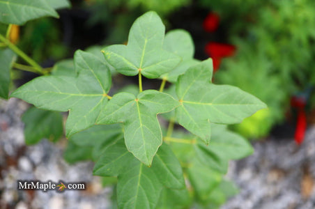 Buy Acer buergerianum 'Miyasama yatsubusa' Dwarf Trident Maple — Mr ...