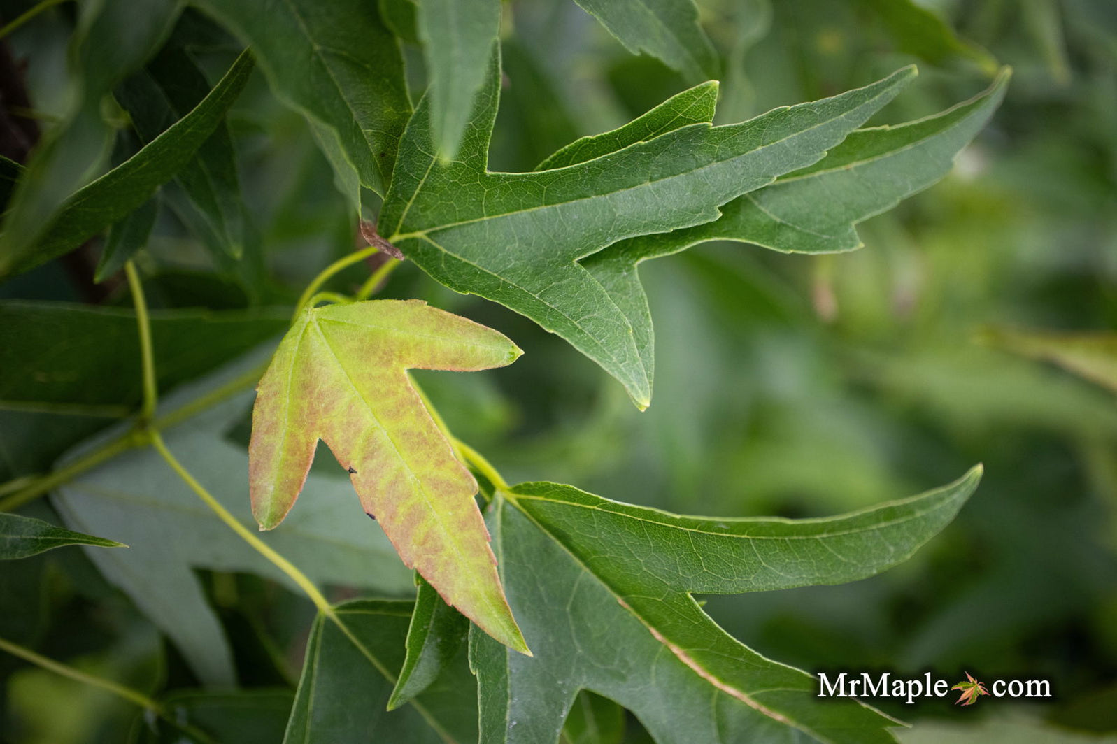 Buy Acer buergerianum 'Sunshine' Golden Trident Maple — Mr Maple │ Buy ...