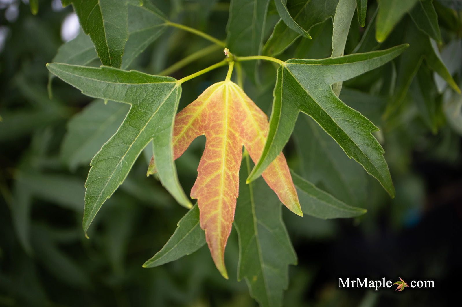 Buy Acer buergerianum 'Sunshine' Golden Trident Maple — Mr Maple │ Buy ...