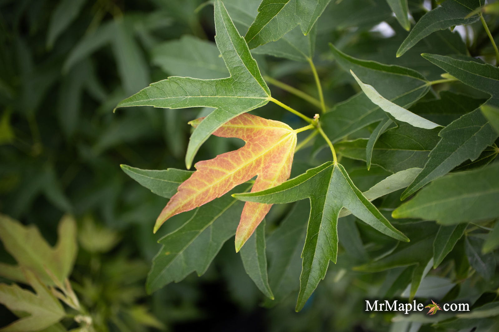 Buy Acer buergerianum 'Sunshine' Golden Trident Maple — Mr Maple │ Buy ...