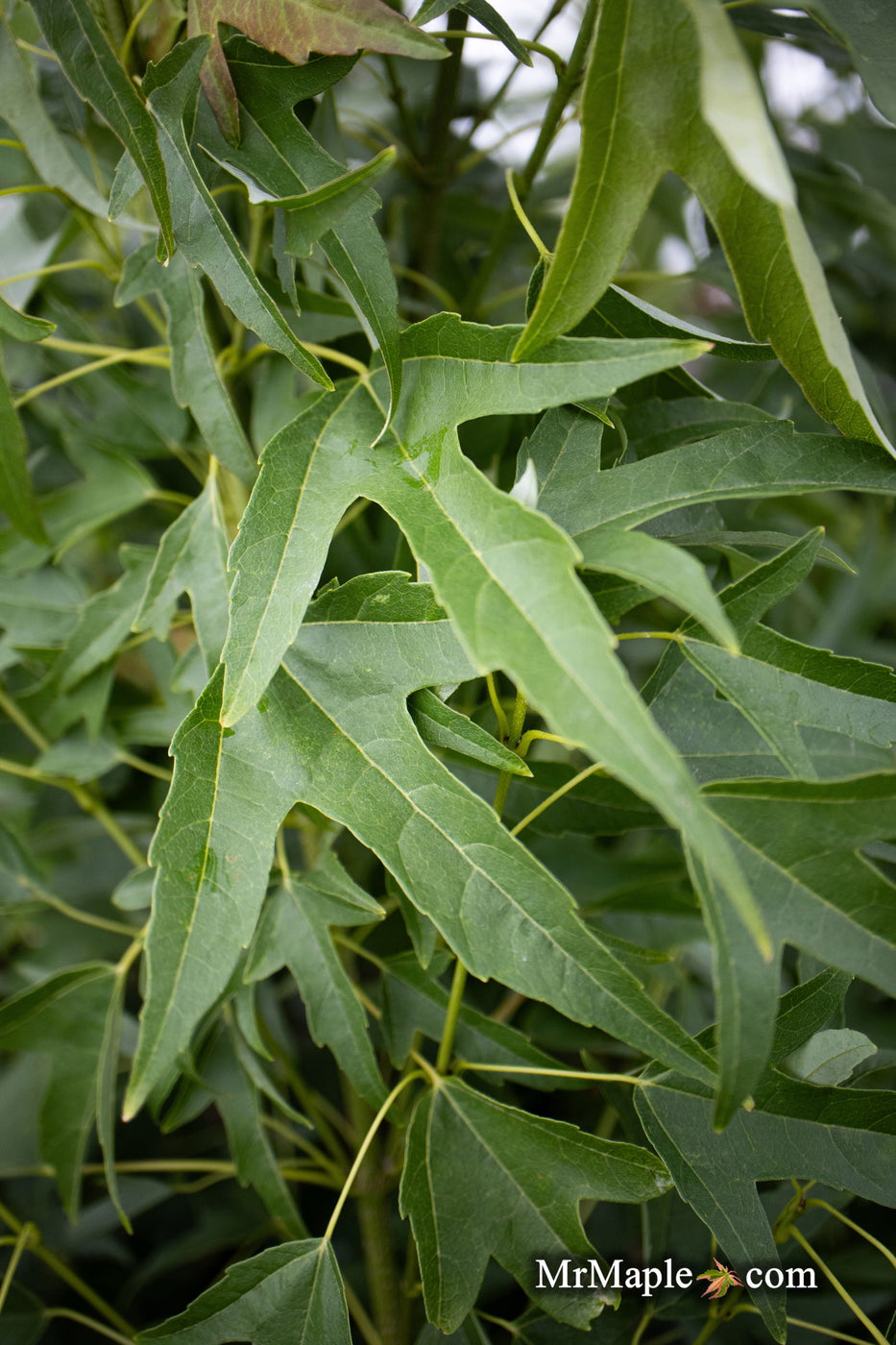 Buy Acer buergerianum 'Sunshine' Golden Trident Maple — Mr Maple │ Buy ...
