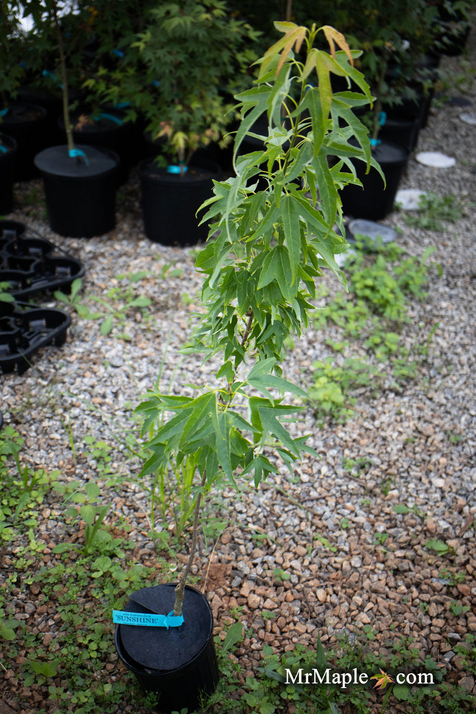 Buy Acer buergerianum 'Sunshine' Golden Trident Maple — Mr Maple │ Buy ...