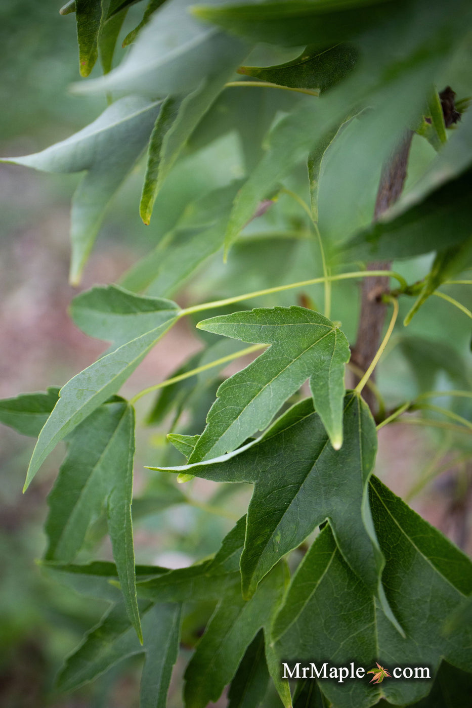 Buy Acer buergerianum 'Sunshine' Golden Trident Maple — Mr Maple │ Buy ...