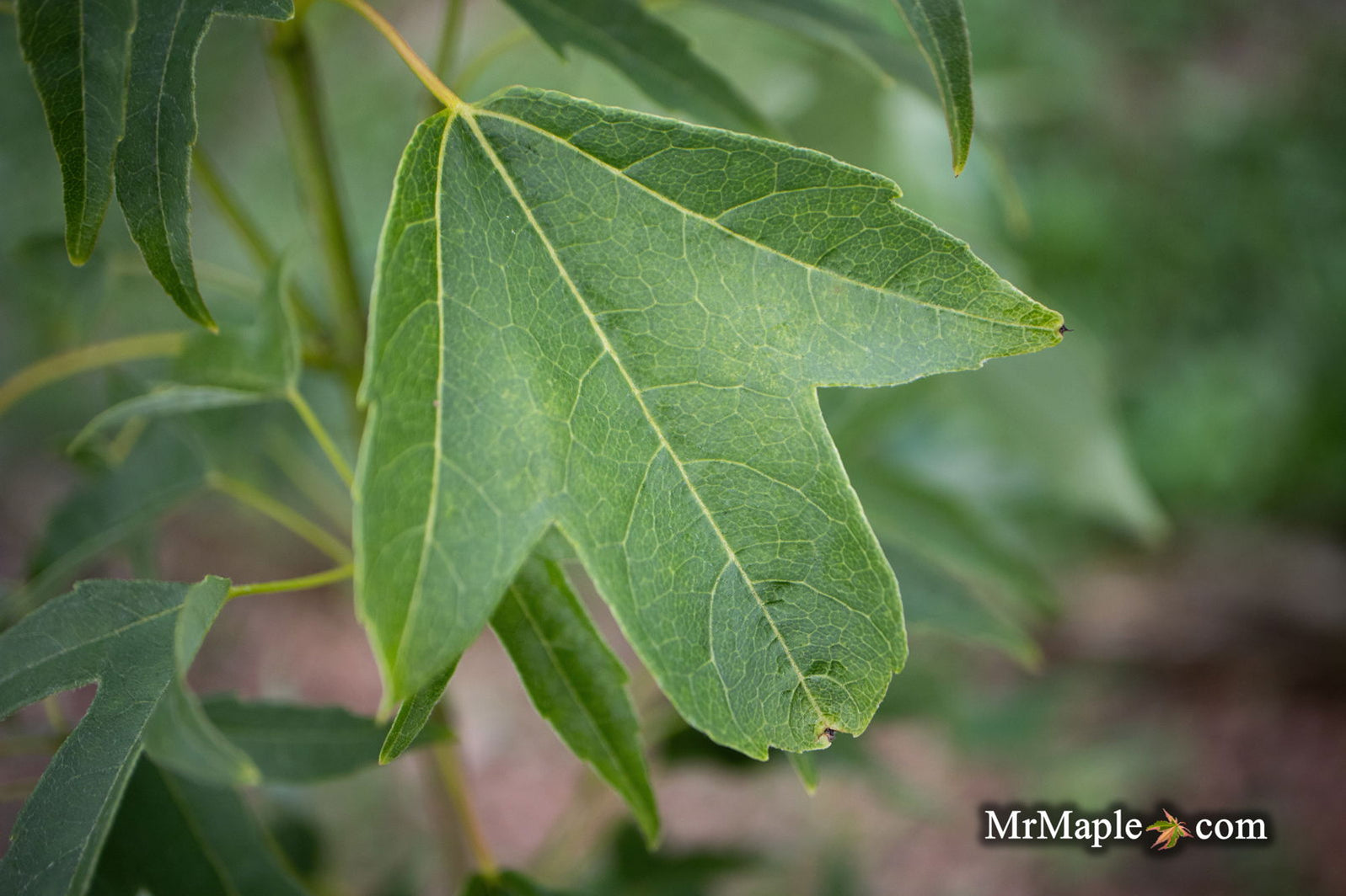 Buy Acer buergerianum 'Sunshine' Golden Trident Maple — Mr Maple │ Buy ...