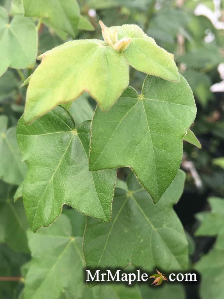 Buy Acer buergerianum ssp formosanum Taiwanese Trident Maple — Mr Maple ...