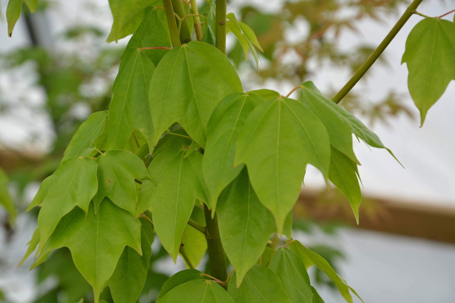 Buy Acer calcaratum Rare Chinese Maple — Mr Maple │ Buy Japanese Maple ...