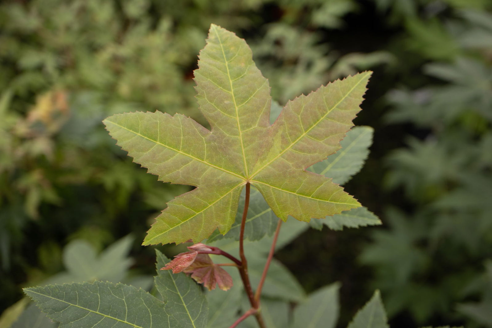 Buy Acer campbellii 'Boney Fingers' Rare Maple — Mr Maple │ Buy ...