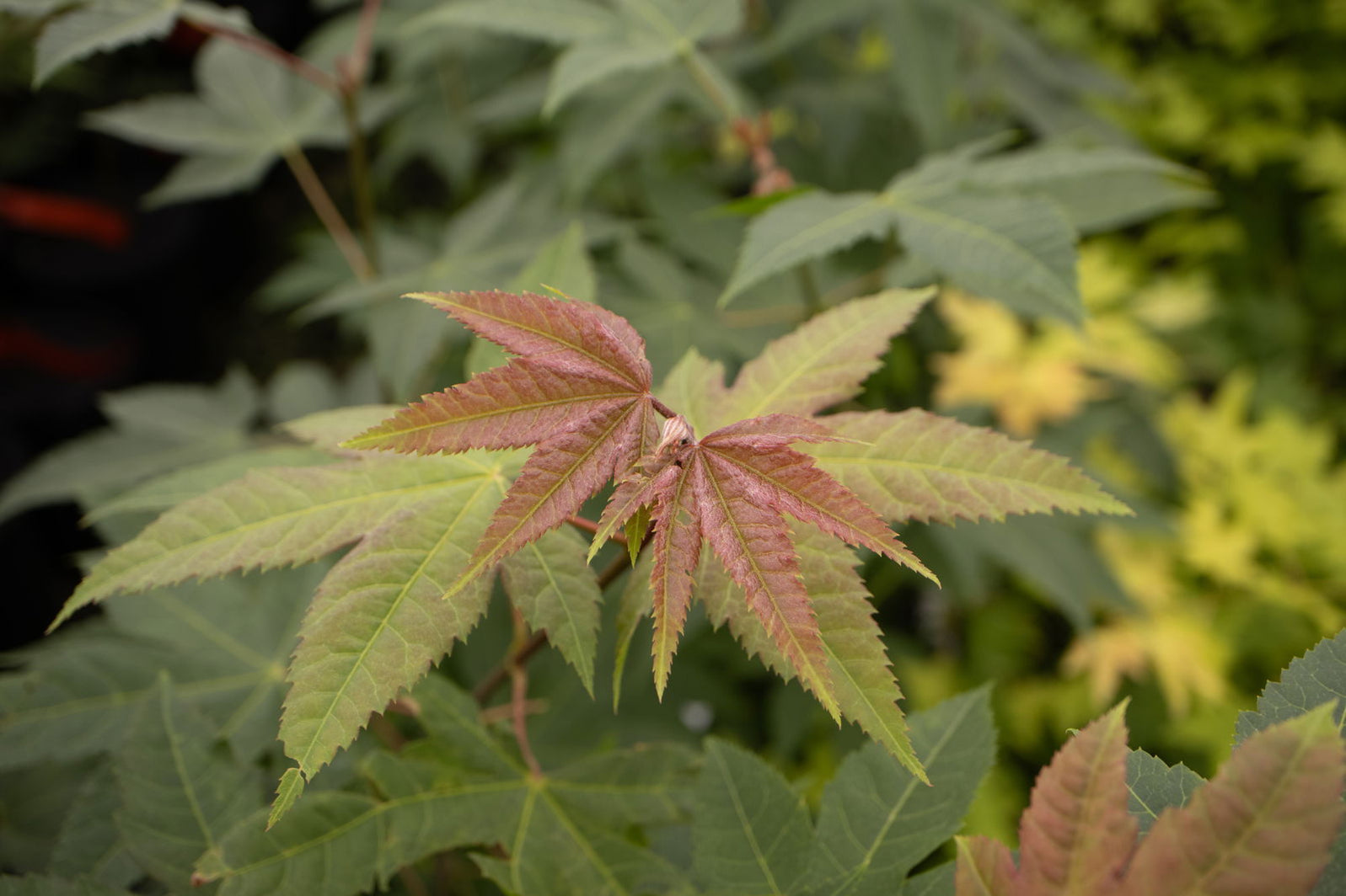 Buy Acer campbellii 'Boney Fingers' Rare Maple — Mr Maple │ Buy ...