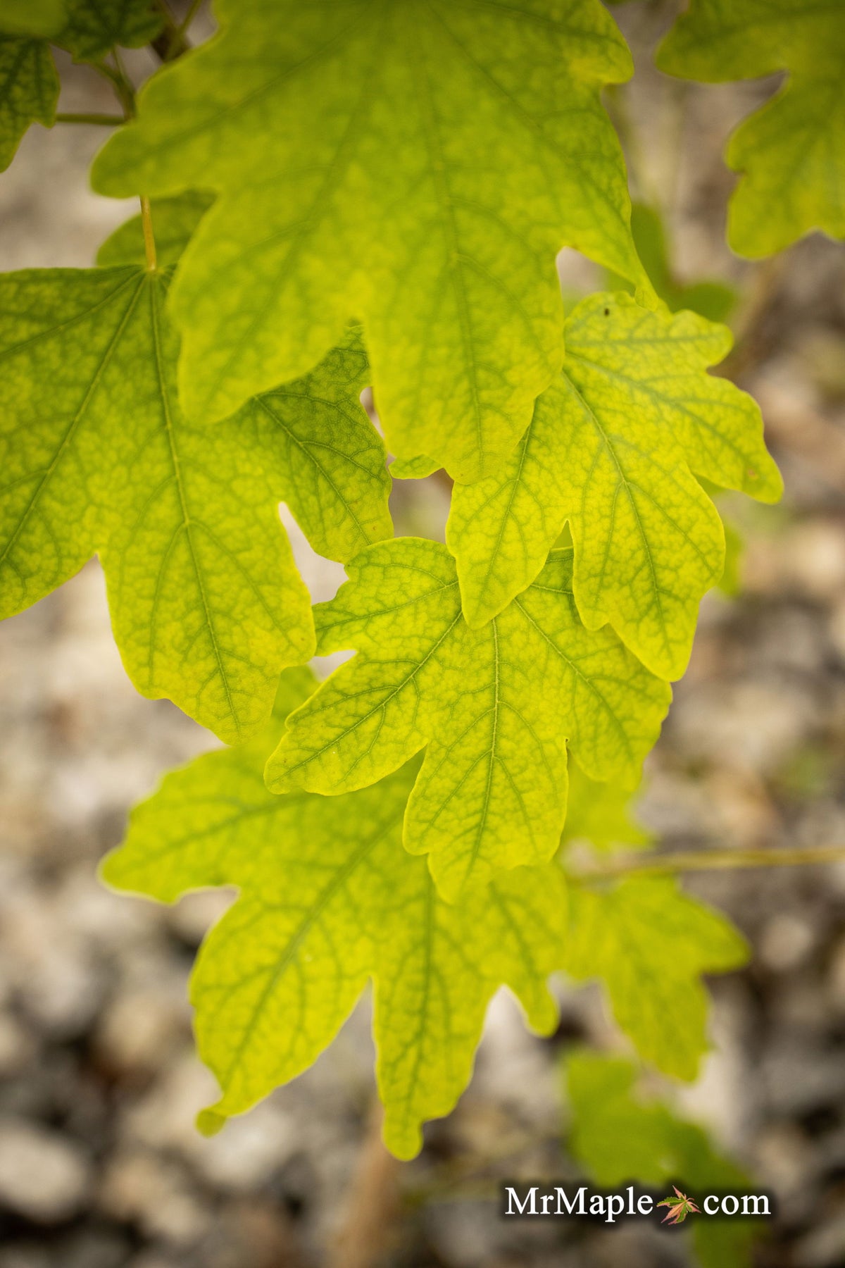 Buy Acer campestre 'Postelense' European Hedge Maple — Mr Maple │ Buy ...