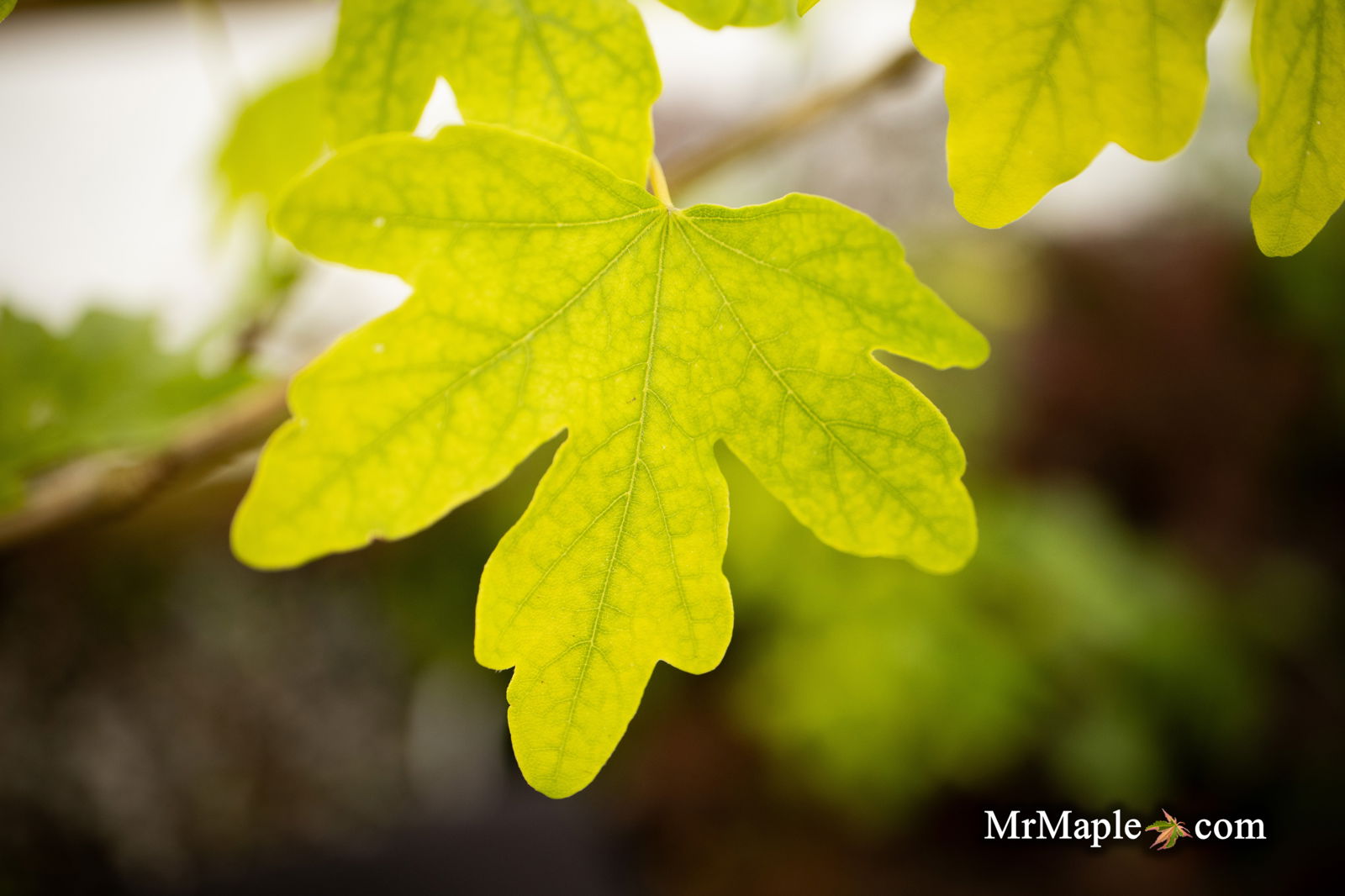 Buy Acer campestre 'Postelense' European Hedge Maple — Mr Maple │ Buy ...