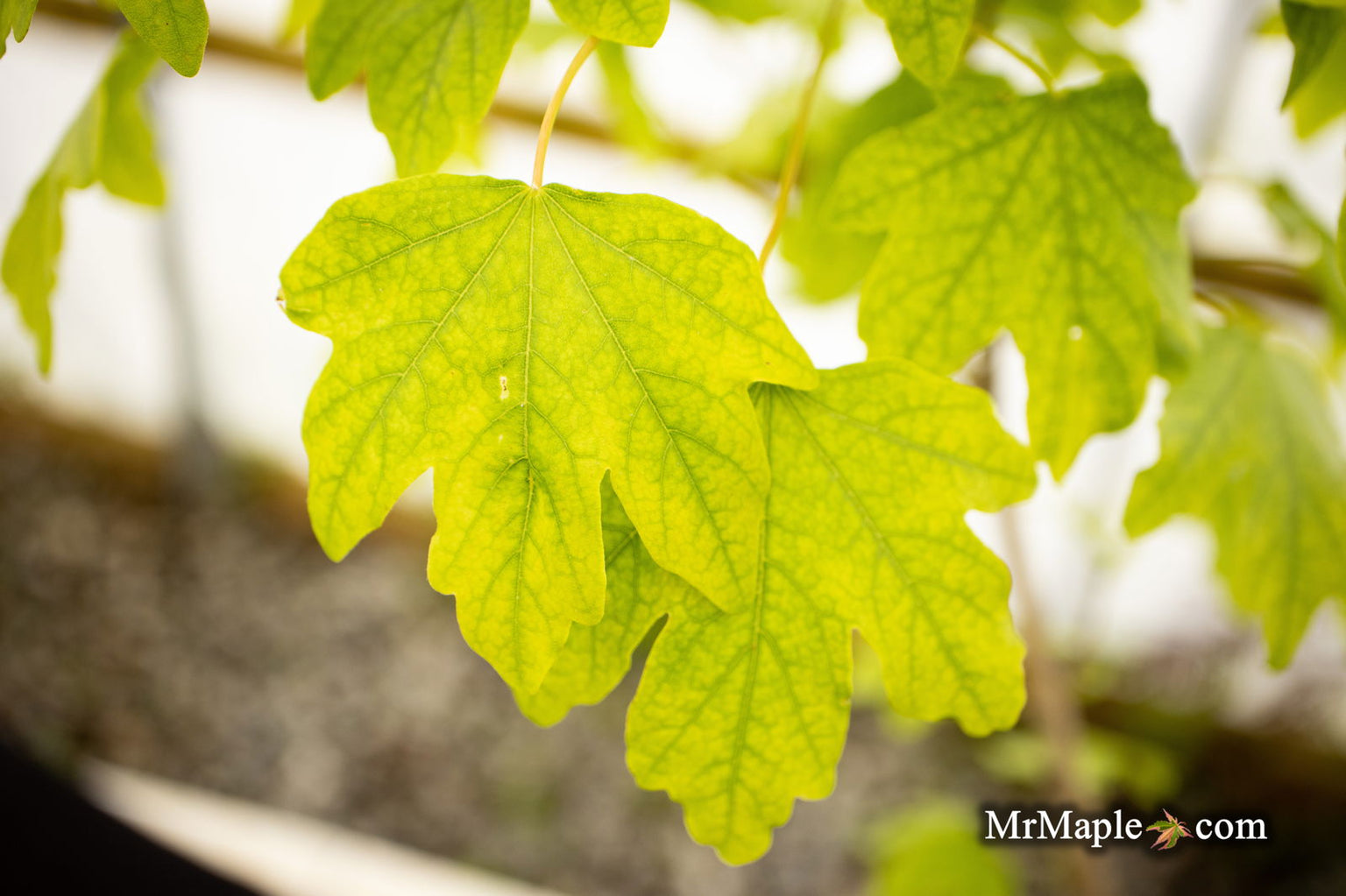 All Available Cultivars — Mr Maple │ Buy Japanese Maple Trees