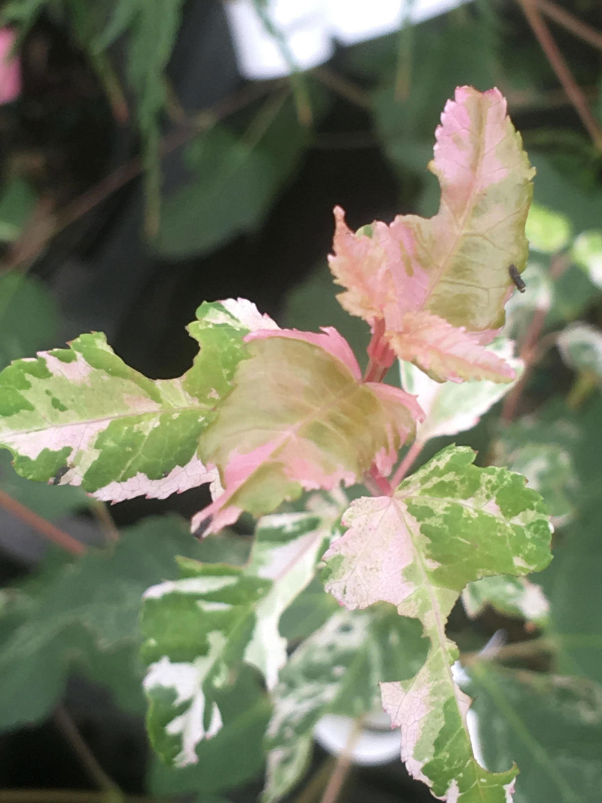 Buy Acer capillipes 'Gotemba nishiki' Variegated Snakebark Japanese ...