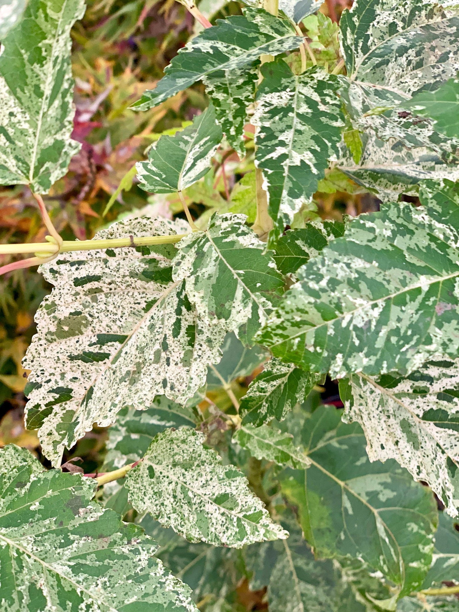 Buy Acer capillipes 'Wakisaka nishiki' Variegated Snakebark Maple — Mr ...