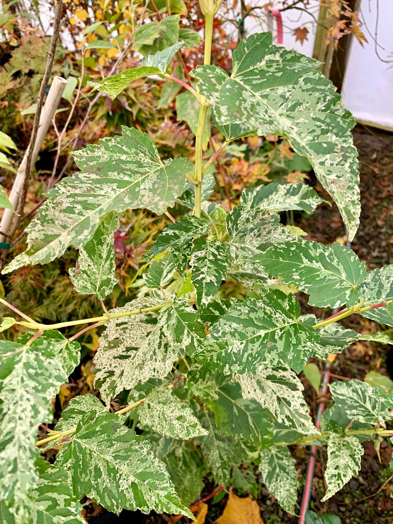 Buy Acer capillipes 'Wakisaka nishiki' Variegated Snakebark Maple — Mr ...