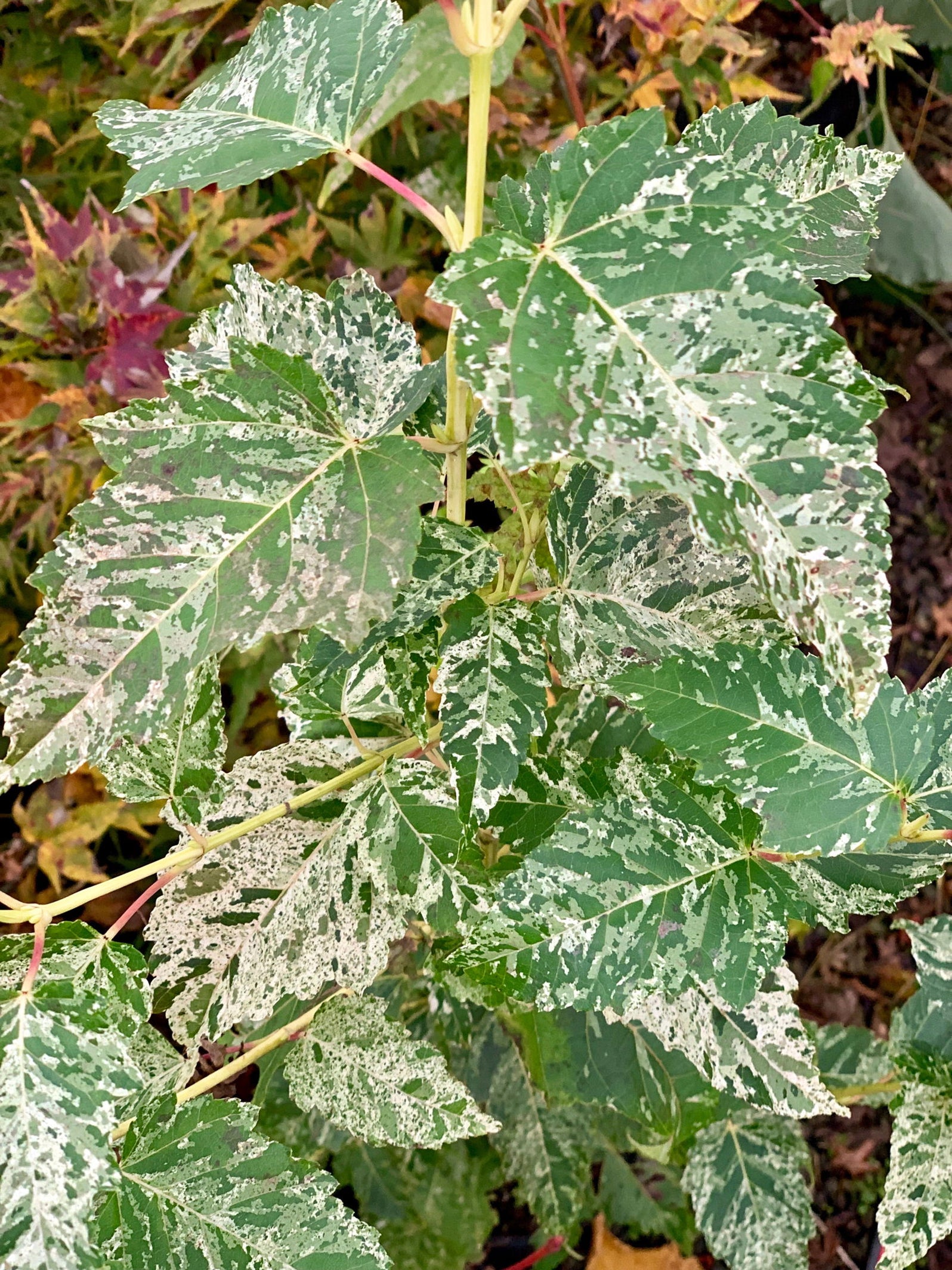 Buy Acer capillipes 'Wakisaka nishiki' Variegated Snakebark Maple — Mr ...