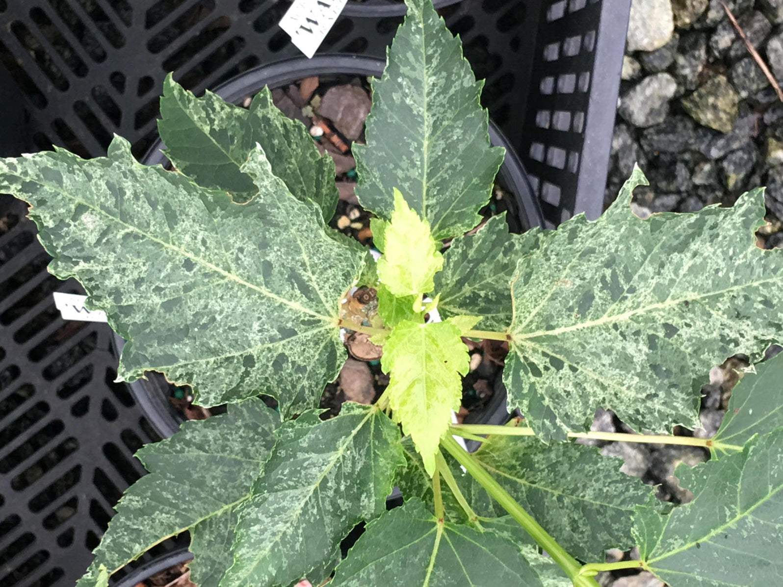 Buy Acer capillipes 'Wakisaka nishiki' Variegated Snakebark Maple — Mr ...