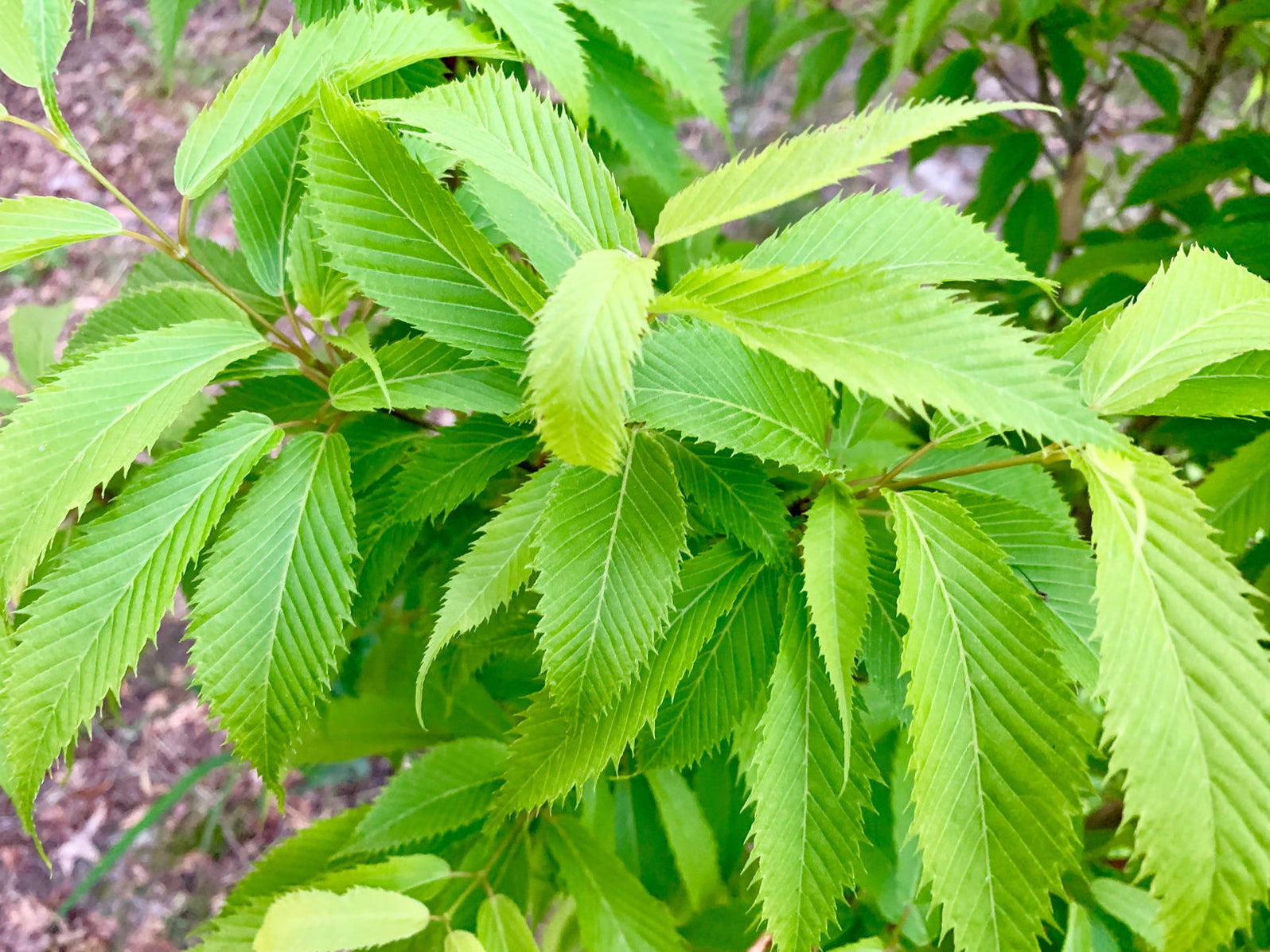Buy Acer carpinifolium 'Esveld Select' Dwarf Japanese Hornbeam Maple ...