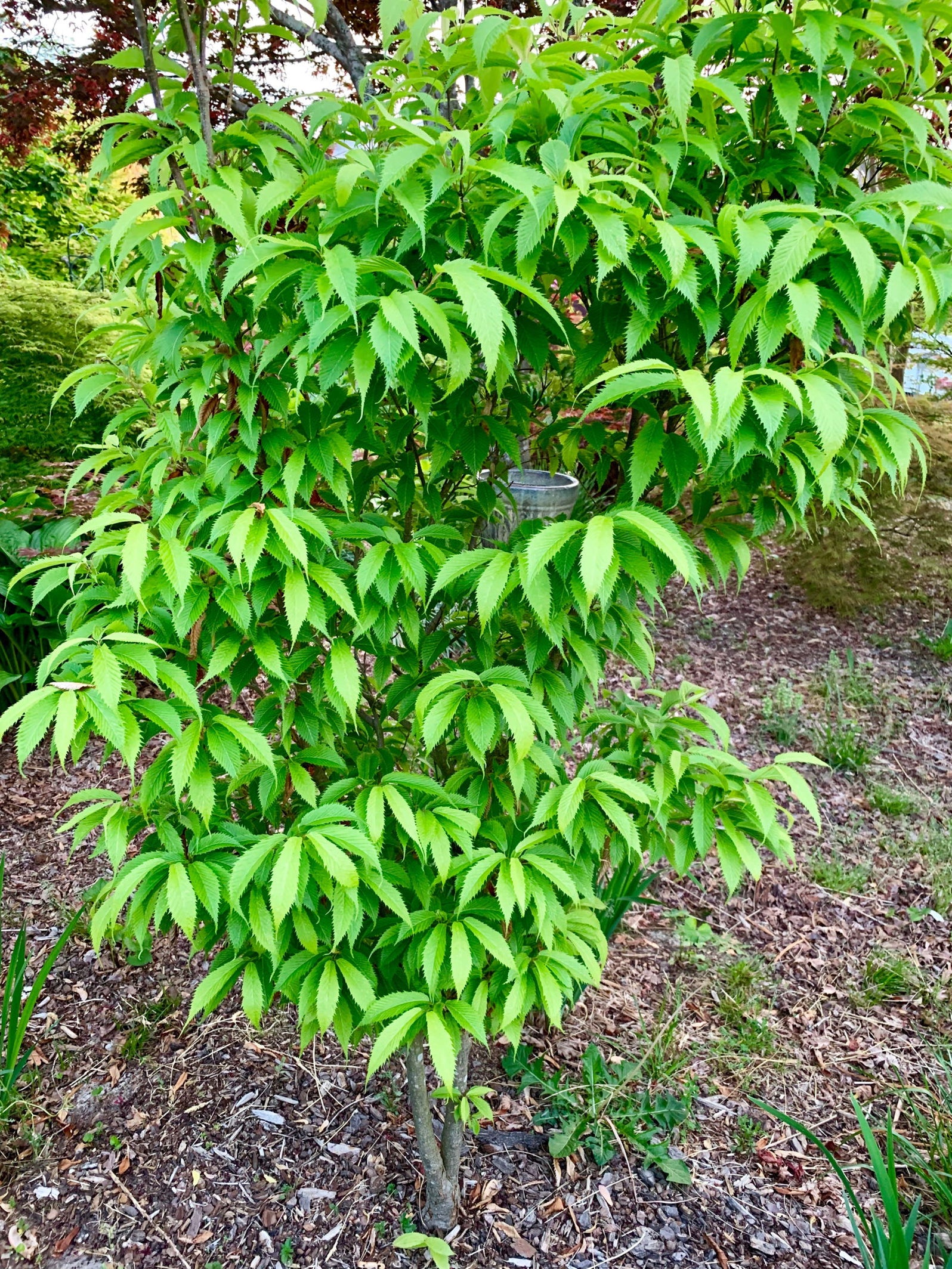 Buy Acer carpinifolium 'Esveld Select' Dwarf Japanese Hornbeam Maple ...