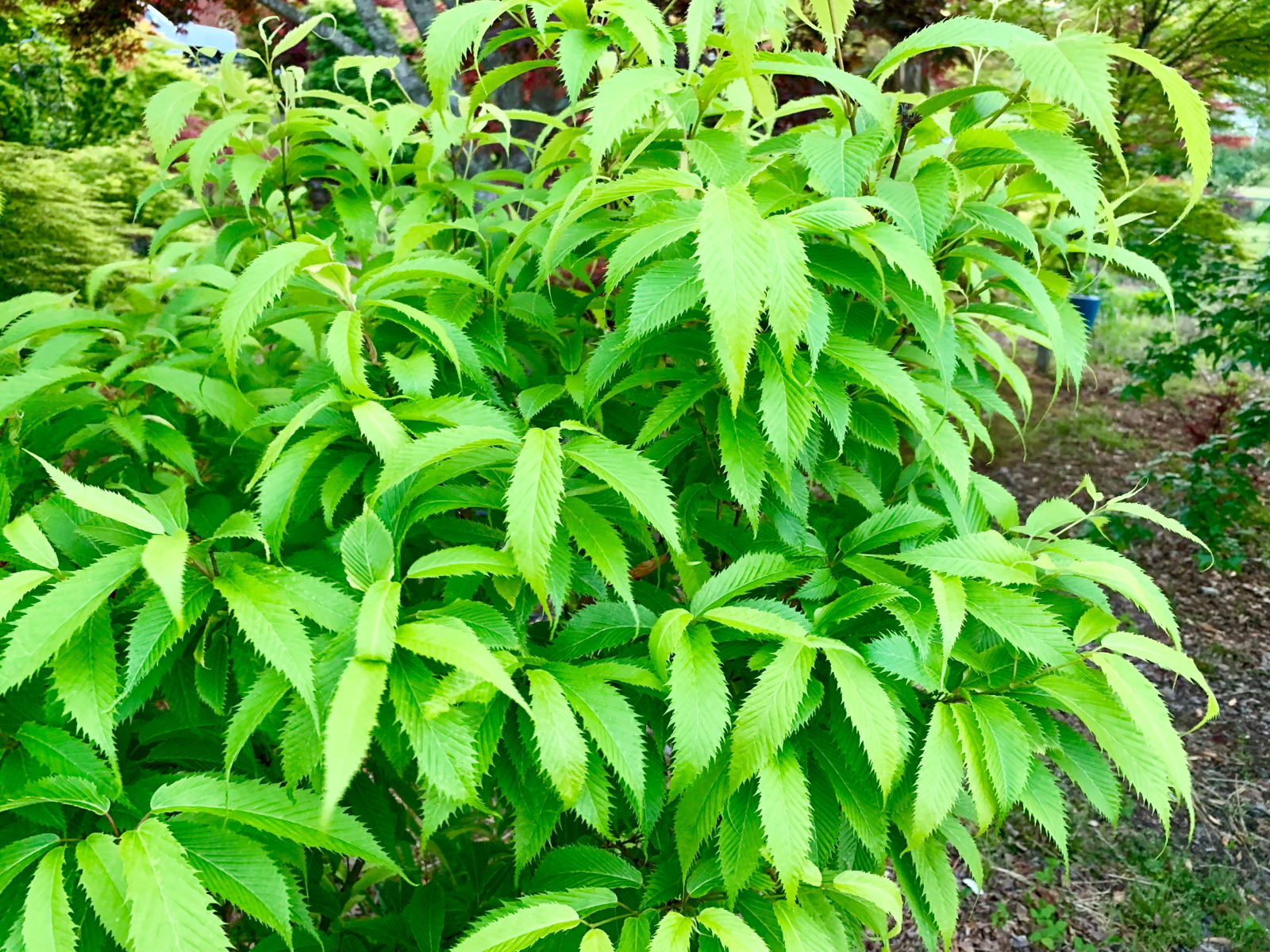 Buy Acer carpinifolium 'Esveld Select' Dwarf Japanese Hornbeam Maple ...