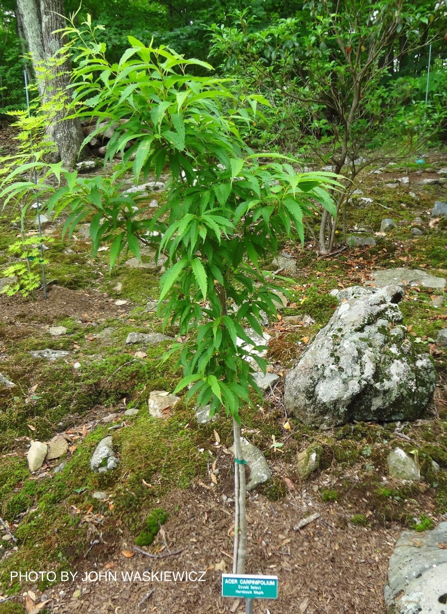 Buy Acer carpinifolium 'Esveld Select' Dwarf Japanese Hornbeam Maple ...