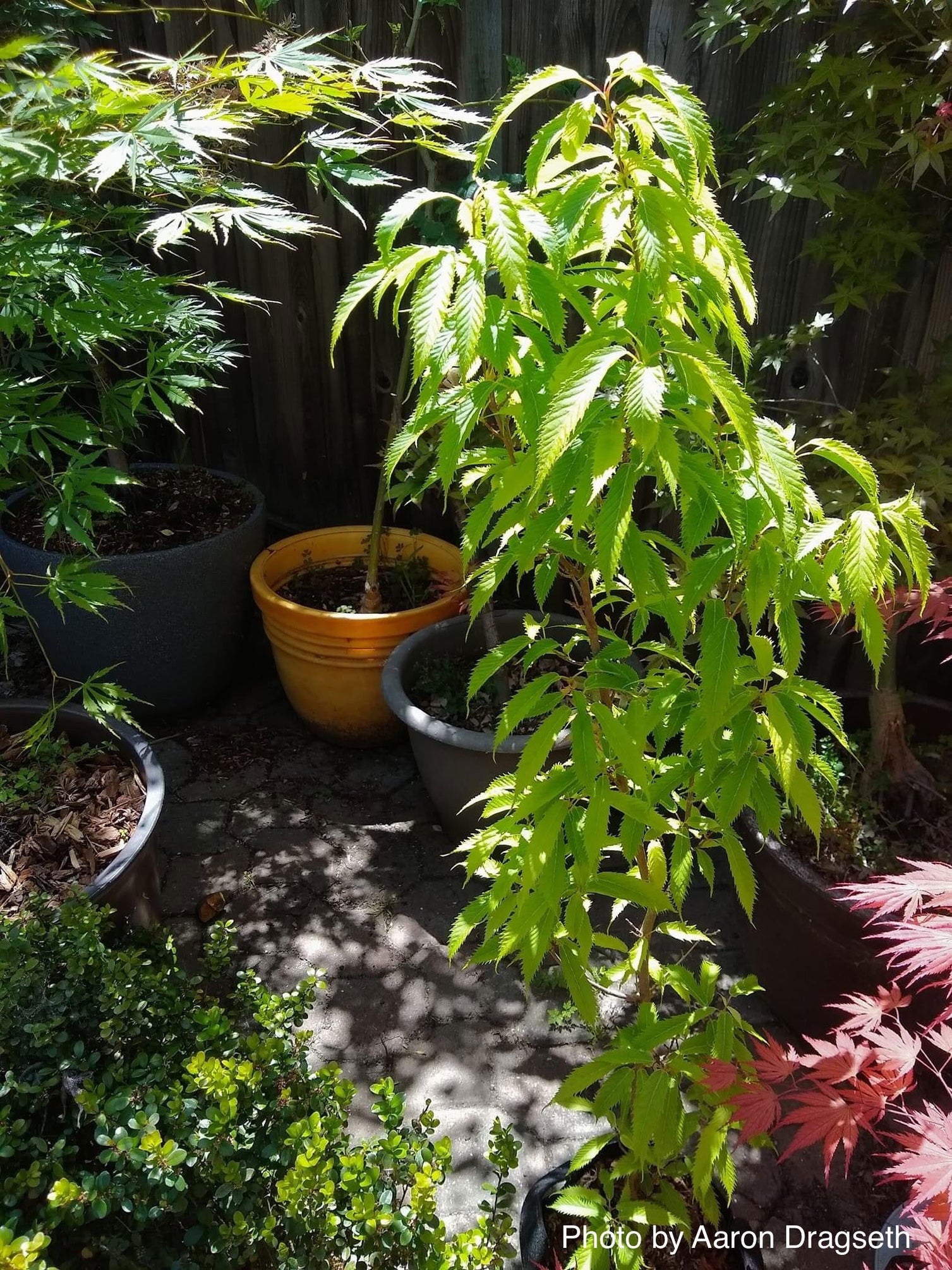 Buy Acer carpinifolium 'Esveld Select' Dwarf Japanese Hornbeam Maple ...