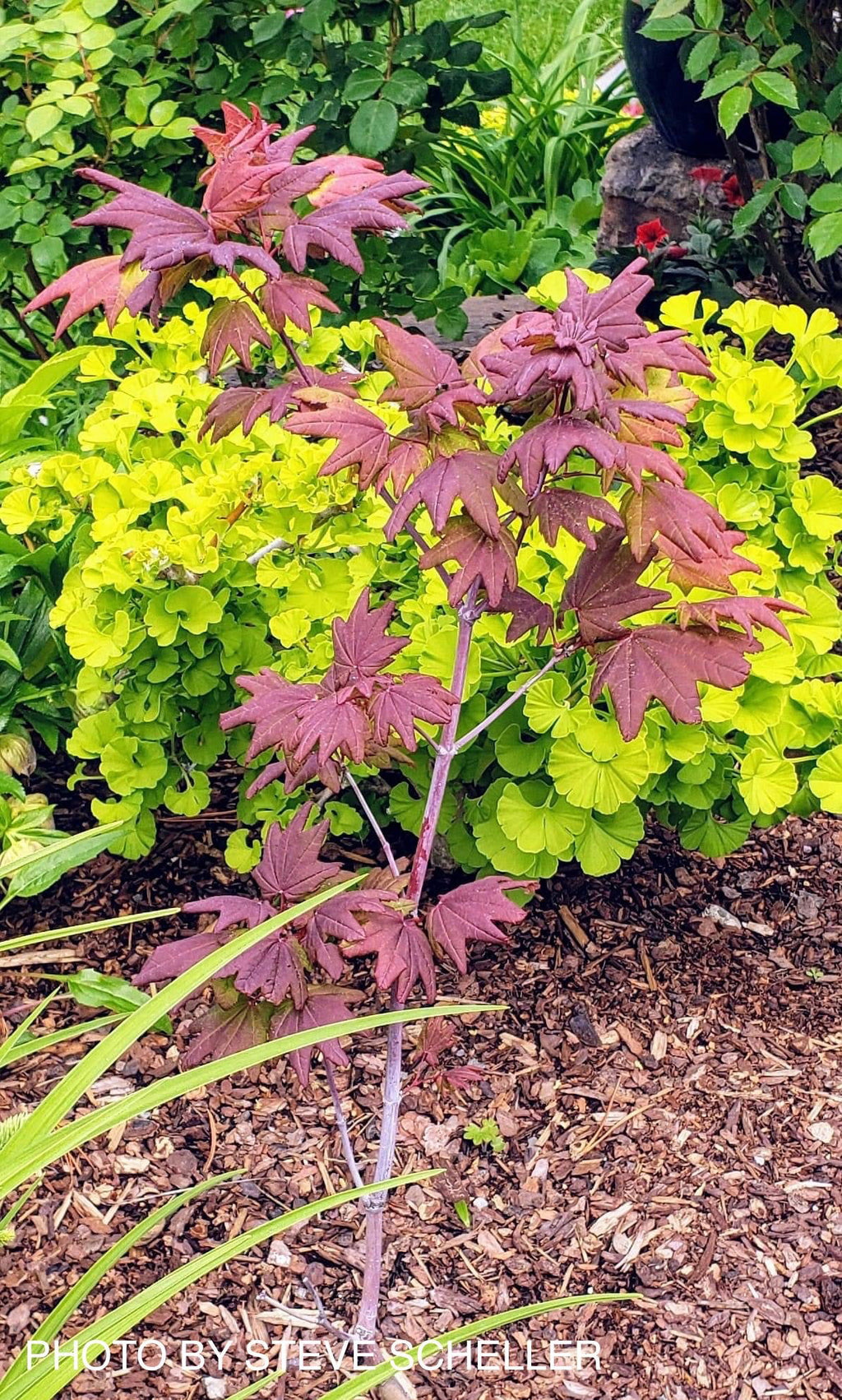 Japanese Maple Trees & Exquisite Garden Treasures — Mr Maple │ Buy ...