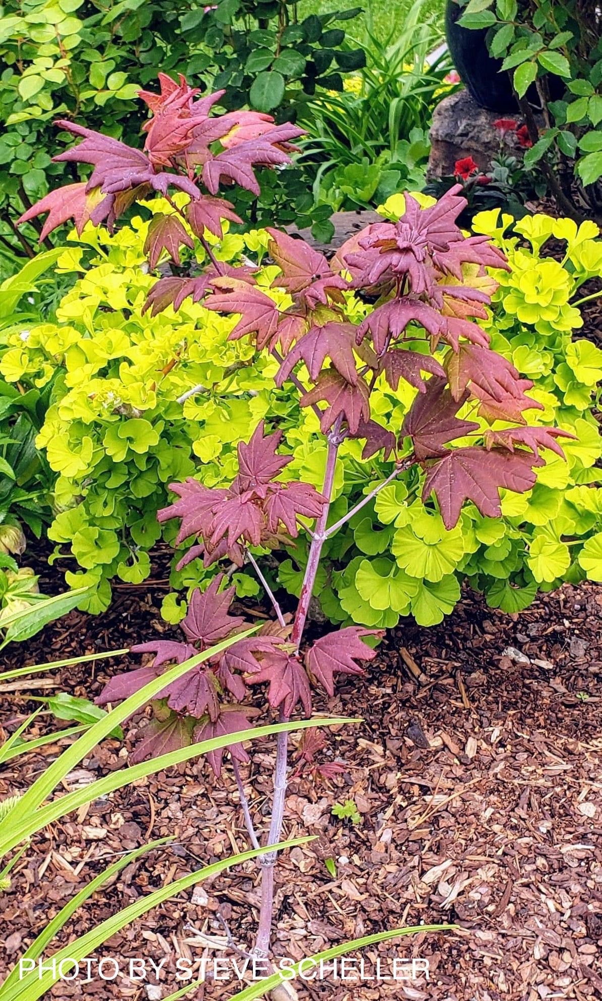 Buy Red Japanese Maples — Mr Maple │ Buy Japanese Maple Trees