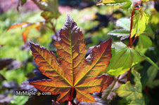 Buy Acer circinatum 'Burgundy Jewel' Japanese Maple — Mr Maple │ Buy ...