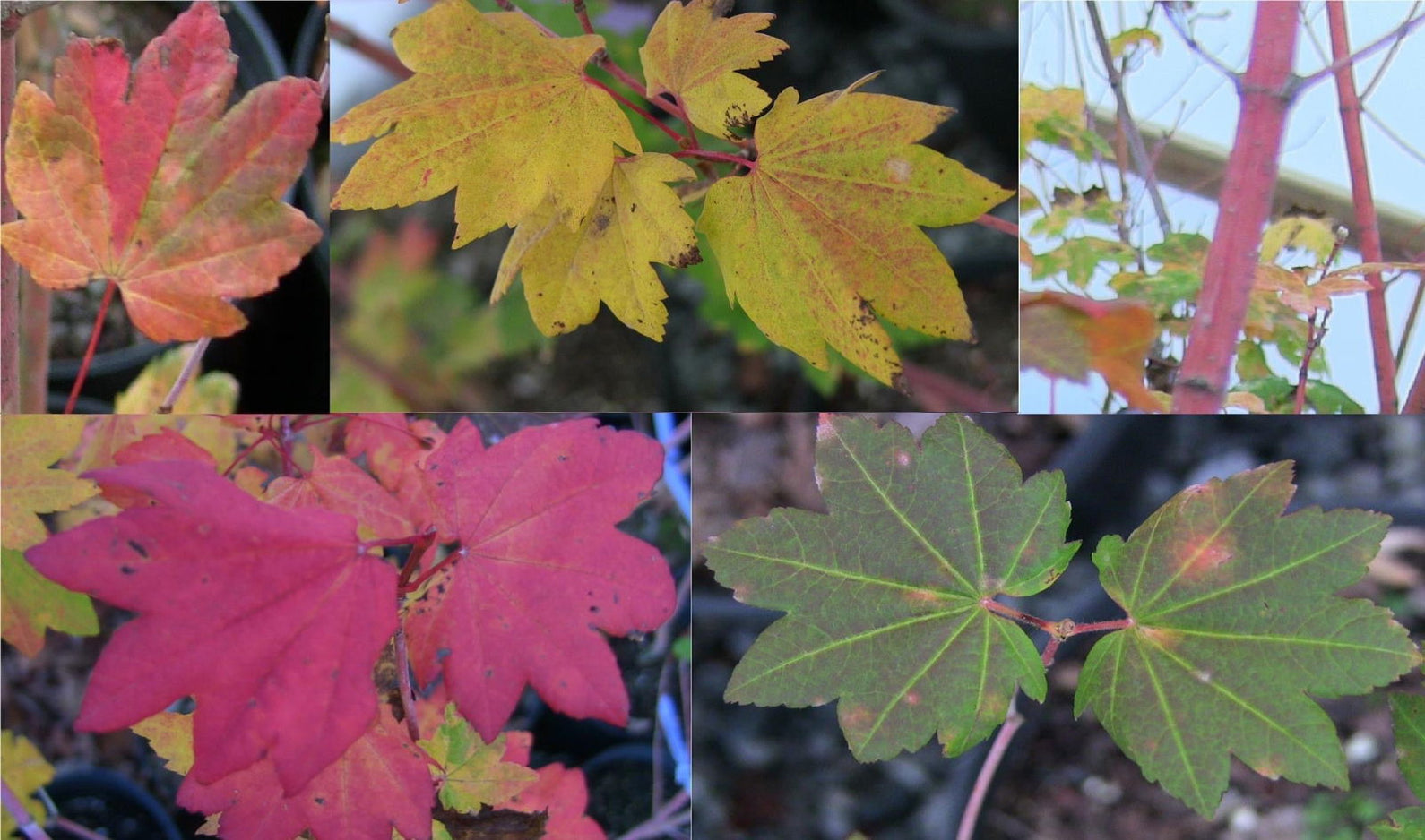Buy Acer circinatum 'Pacific Fire' Coral Bark Japanese Maple — Mr Maple ...
