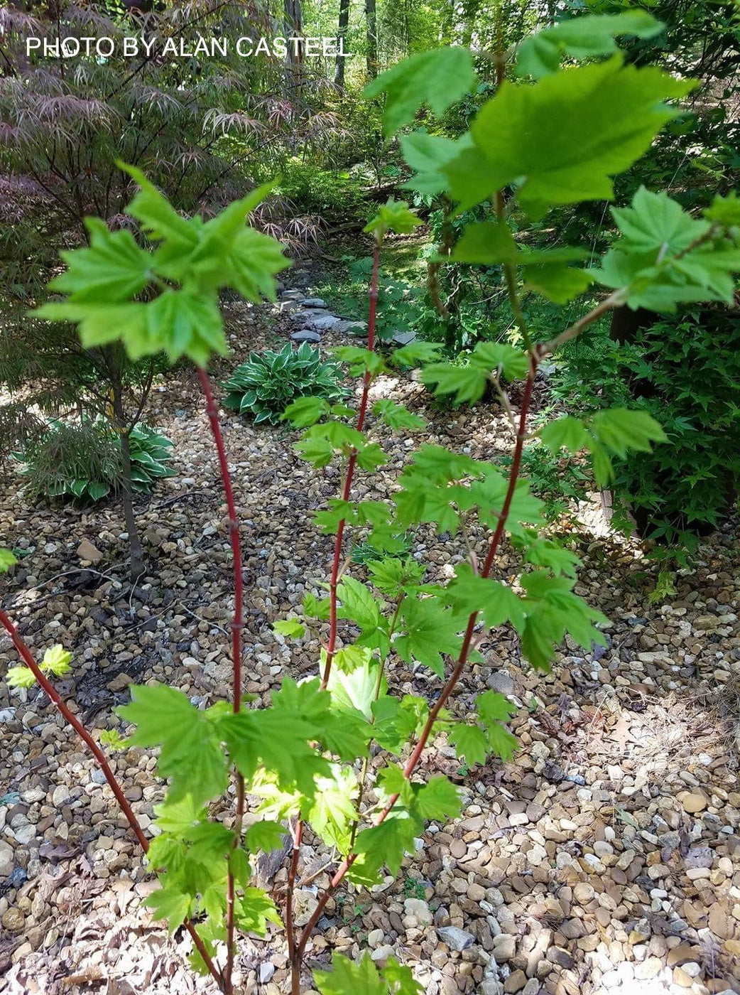 Buy Acer circinatum 'Pacific Fire' Coral Bark Japanese Maple — Mr Maple ...