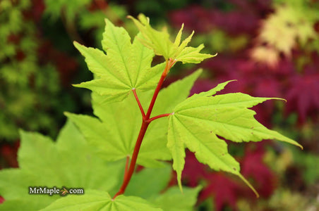Buy Acer circinatum 'Pacific Fire' Coral Bark Japanese Maple — Mr Maple ...