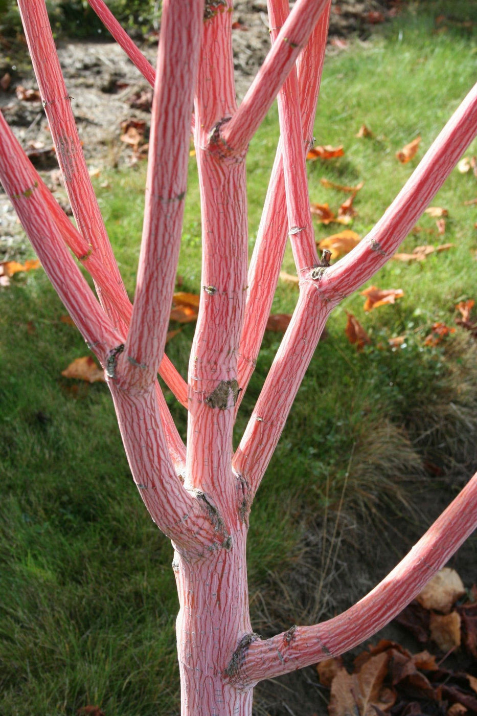 Buy Acer conspicuum x 'Phoenix' Snakebark Japanese Maple — Mr Maple ...