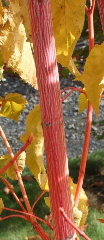 Buy Acer conspicuum x 'Phoenix' Snakebark Japanese Maple — Mr Maple ...