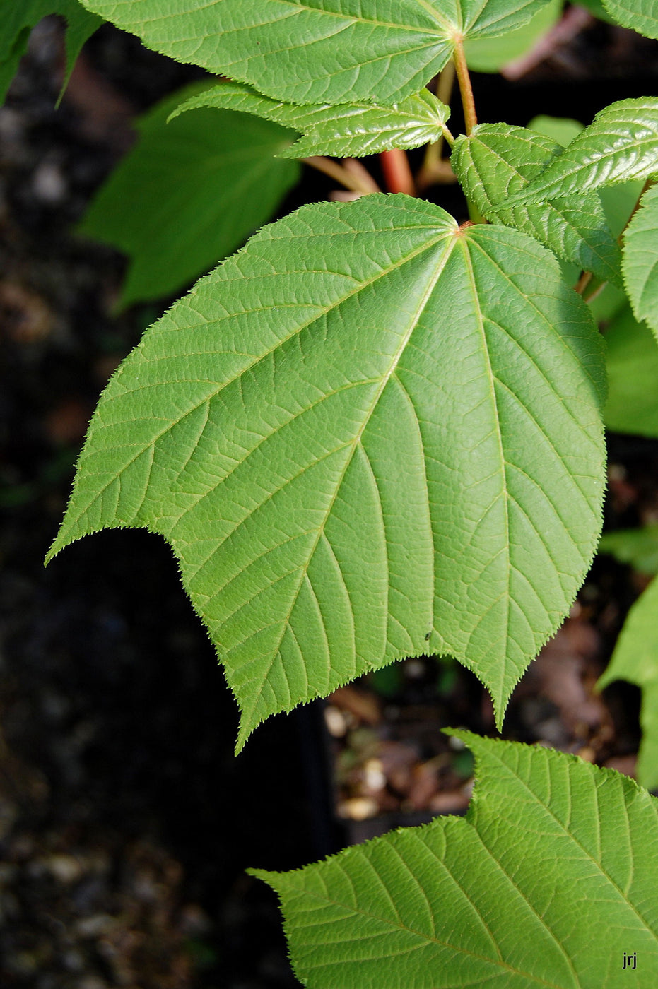 Buy Acer conspicuum x 'Phoenix' Snakebark Japanese Maple — Mr Maple ...