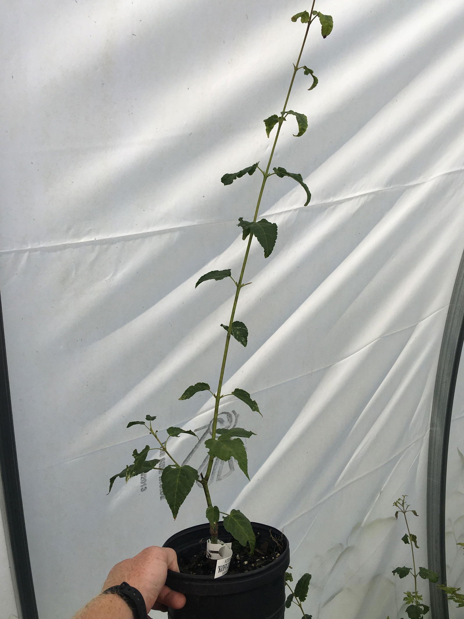 Buy Acer rufinerve 'Kofuji nishiki' Variegated Snakebark Japanese Maple ...