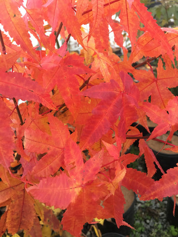 Buy Acer elegantulum Rare Elegant Chinese Maple Tree — Mr Maple │ Buy ...