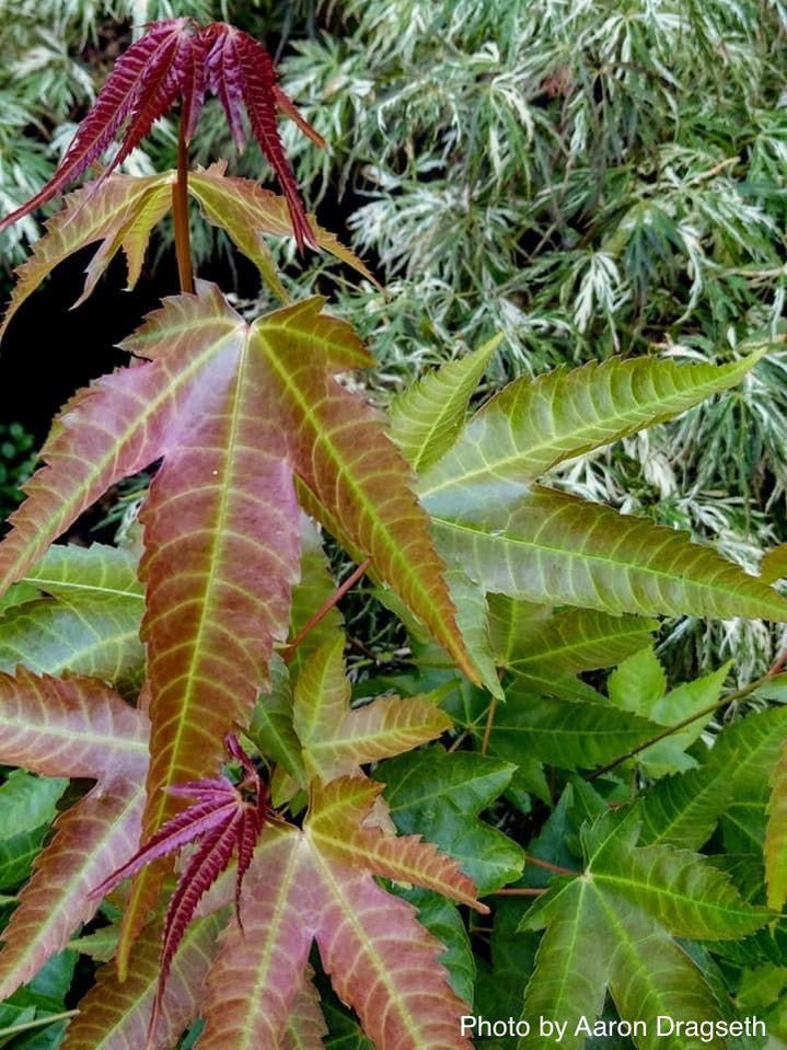 Buy Acer elegantulum Rare Elegant Chinese Maple Tree — Mr Maple │ Buy ...